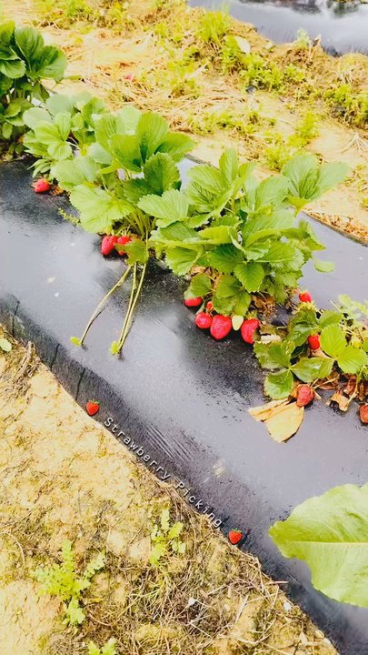 MILLER FARMS - Updated June 2025 - 300 Photos & 231 Reviews - 10140 ...