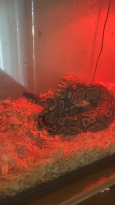 EAST BAY VIVARIUM - Updated December 2025 - 726 Photos & 618 Reviews ...