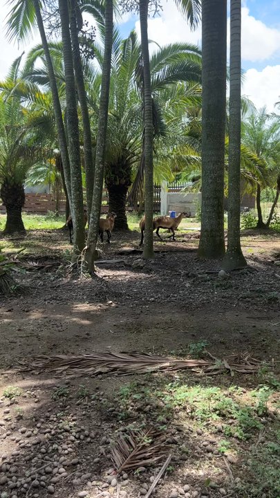 BLUE LAGOON FARM MIAMI - Updated August 2025 - 72 Photos & 37 Reviews ...