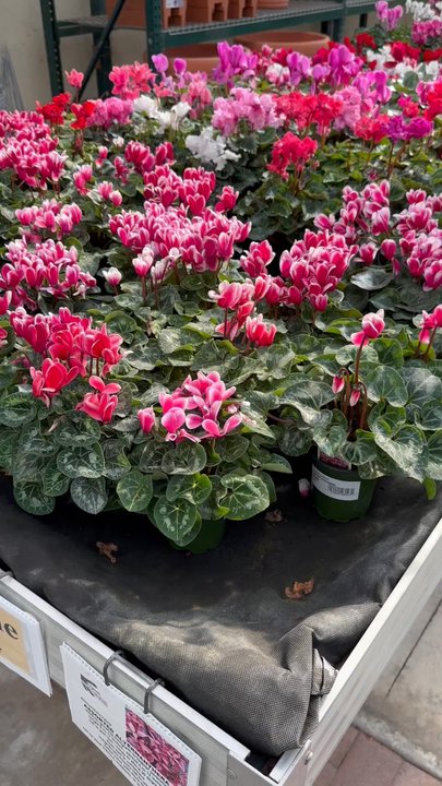 MESQUITE VALLEY GROWERS NURSERY - Updated December 2025 - 635 Photos ...