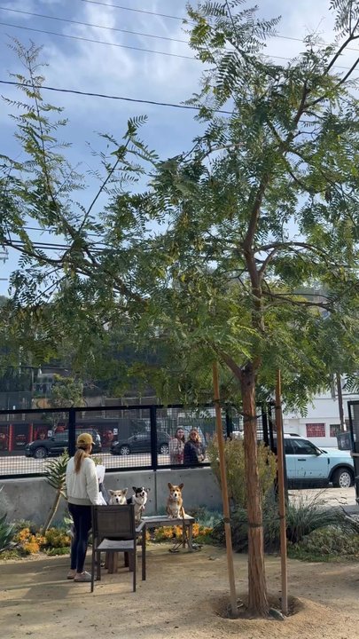 LOQUAT - Updated June 2026 - 92 Photos & 23 Reviews - 3300 Sunset Blvd ...