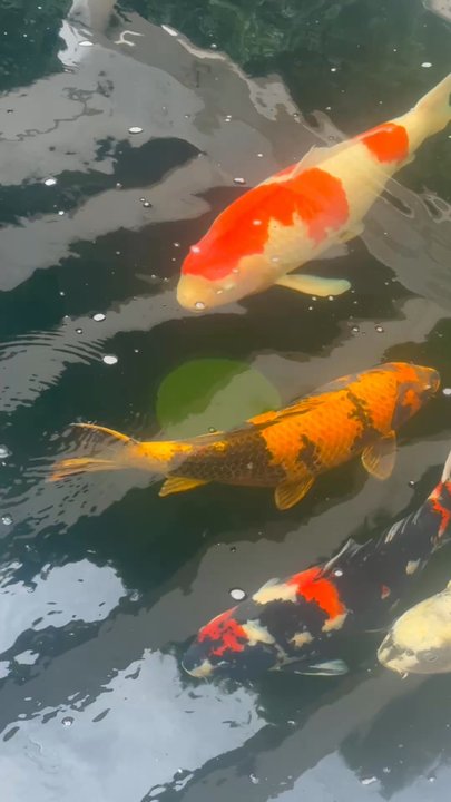 MYSTIC KOI & WATER GARDENS - Updated June 2026 - 62 Photos & 57 Reviews ...