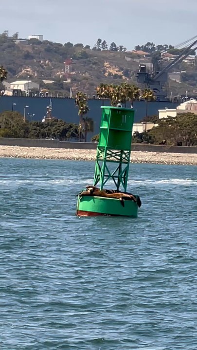 NEXT LEVEL SAILING - Updated December 2025 - 281 Photos & 286 Reviews ...