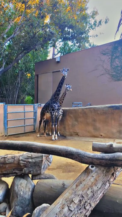 LOS ANGELES ZOO AND BOTANICAL GARDEN - Updated February 2025 - 7648 ...