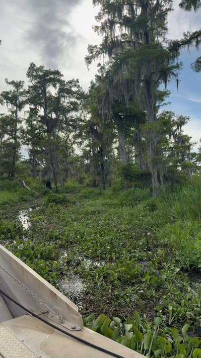 AIRBOAT TOURS BY ARTHUR MATHERNE - Updated March 2026 - 514 Photos ...