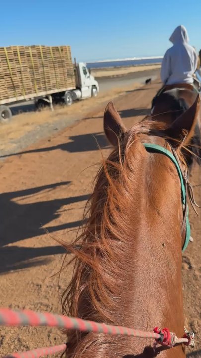 COWBOY TRAIL RIDES - Updated June 2026 - 45 Photos & 18 Reviews - 4159 ...