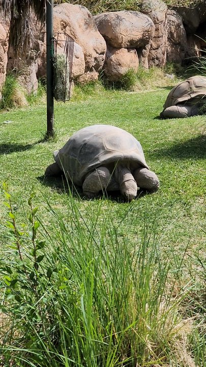 ABQ BIOPARK ZOO - Updated April 2025 - 884 Photos & 269 Reviews - 903 ...