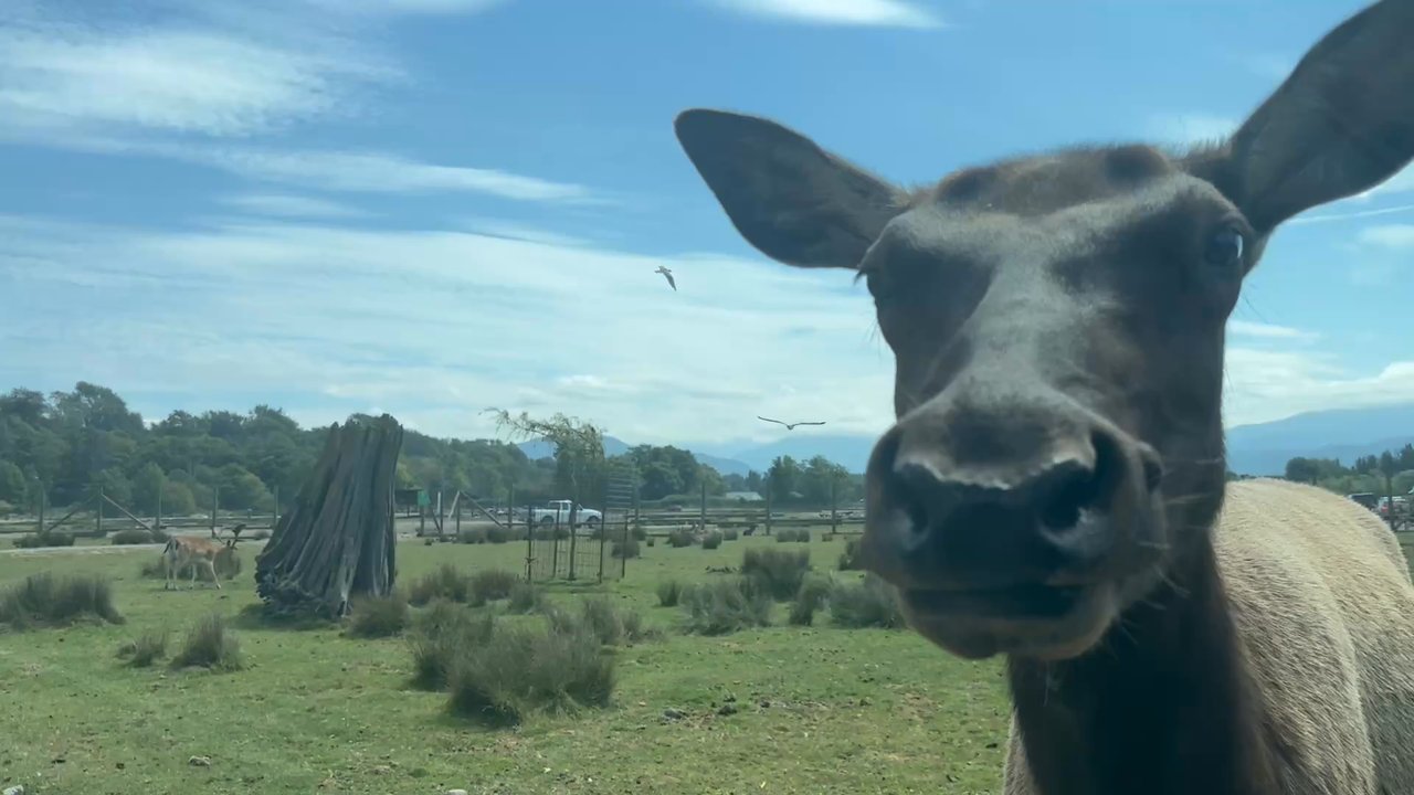 OLYMPIC GAME FARM - Updated January 2026 - 900 Photos & 394 Reviews ...