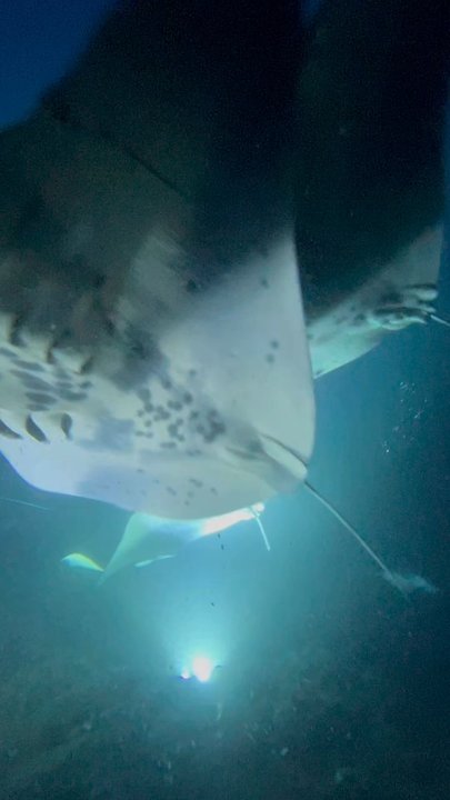 JACK’S DIVING LOCKER - Updated March 2025 - 252 Photos & 541 Reviews ...