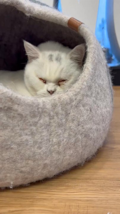 CATFFEINATED - Updated December 2025 - 22 Photos - 212 S Meridian ...