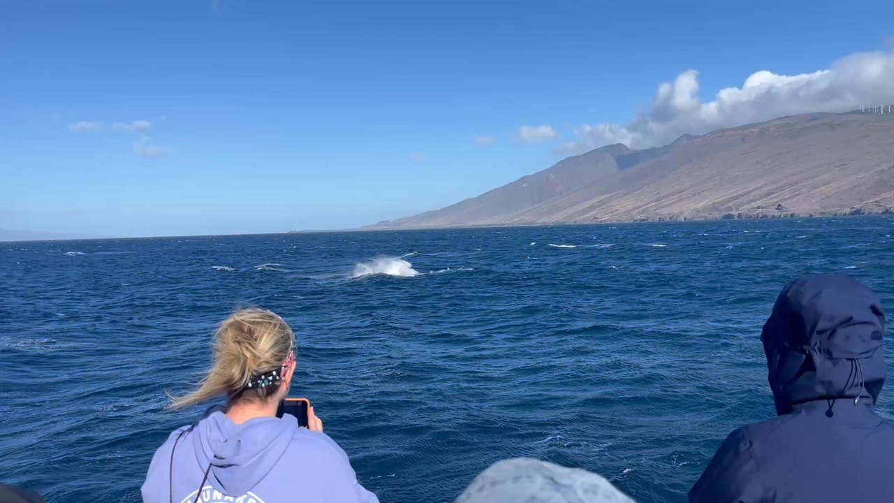 PACWHALE ECO-ADVENTURES - Updated June 2026 - 779 Photos & 926 Reviews ...