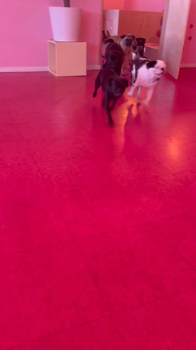 CUPPA PUG - Updated December 2025 - 199 Photos & 82 Reviews - 607 W 9th ...