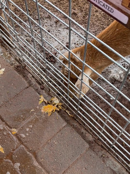 GRAND CANYON DEER FARM - Updated May 2026 - 873 Photos & 329 Reviews ...