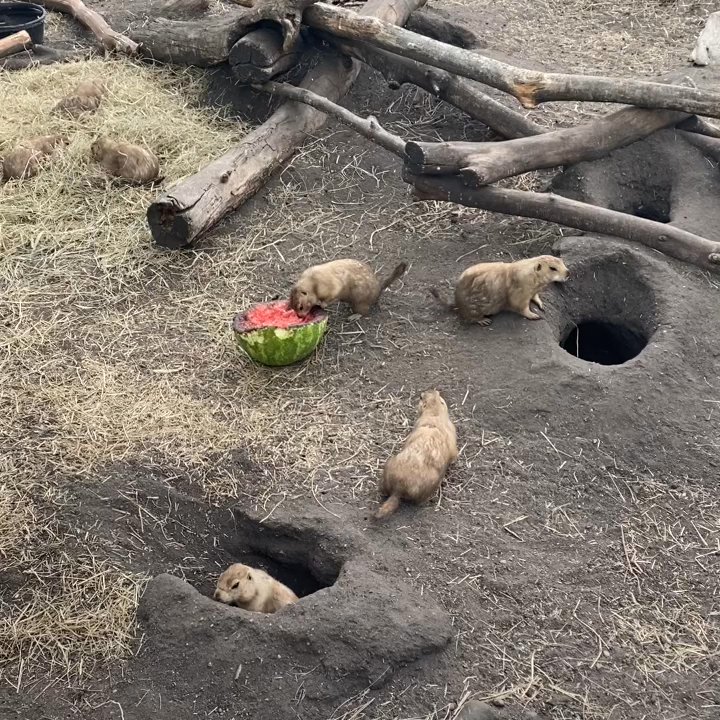 RED RIVER ZOO - Updated September 2025 - 183 Photos & 39 Reviews - 4255 ...