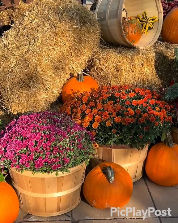 ABQ BIOPARK BOTANIC GARDEN - Updated December 2025 - 1307 Photos & 168 ...