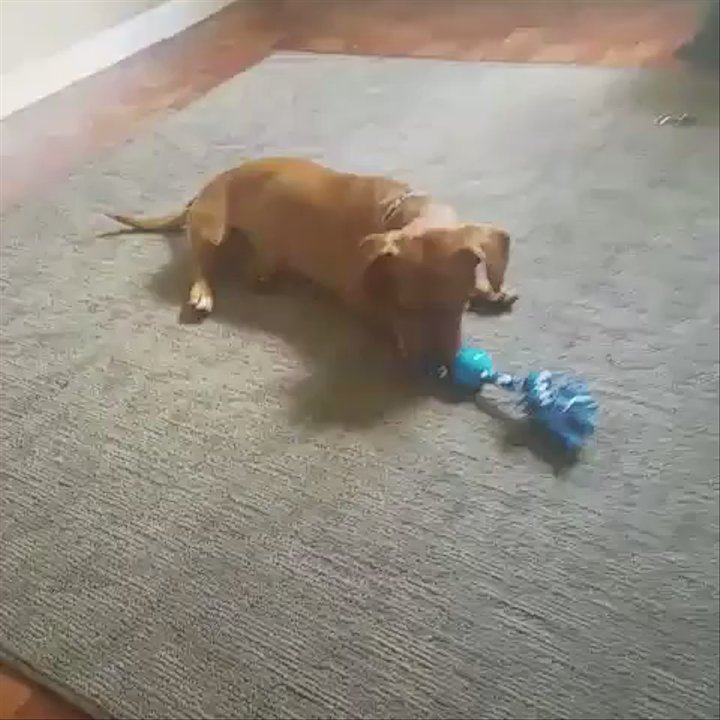 GREATER BIRMINGHAM HUMANE SOCIETY - Updated October 2025 - 50 Photos ...