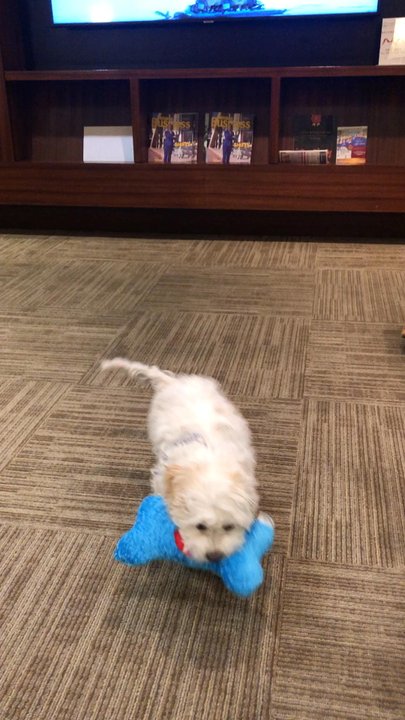 LEXUS OF LAS VEGAS - Updated December 2025 - 325 Photos & 688 Reviews ...