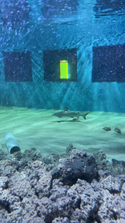 JUNGLE REEF - Updated May 2026 - 29 Photos & 27 Reviews - 750 Sunland ...
