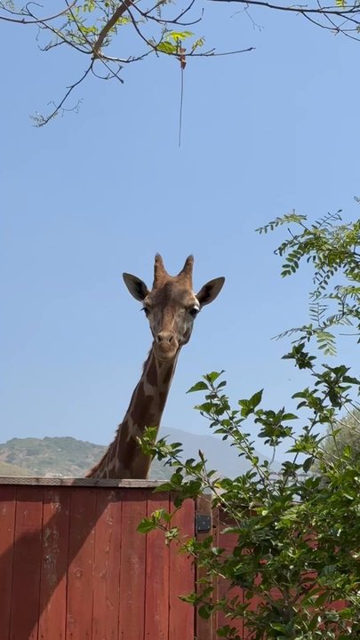 WILDLIFE LEARNING CENTER - Updated January 2025 - 1440 Photos & 689 ...