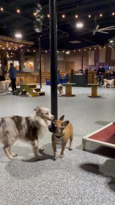 PARK-9 DOG BAR - Updated June 2026 - 177 Photos & 53 Reviews - 48 ...