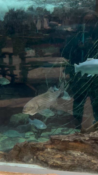 BASS PRO SHOPS - Updated August 2025 - 335 Photos & 222 Reviews - 7970 ...