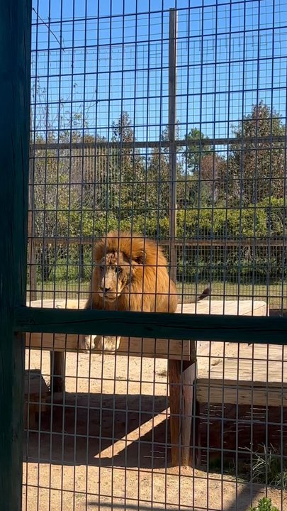 TIGER WORLD - Updated January 2025 - 413 Photos & 115 Reviews - 4400 ...