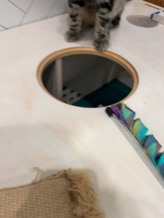 REGAL CAT CAFE - Updated January 2026 - 148 Photos & 44 Reviews - 303 ...