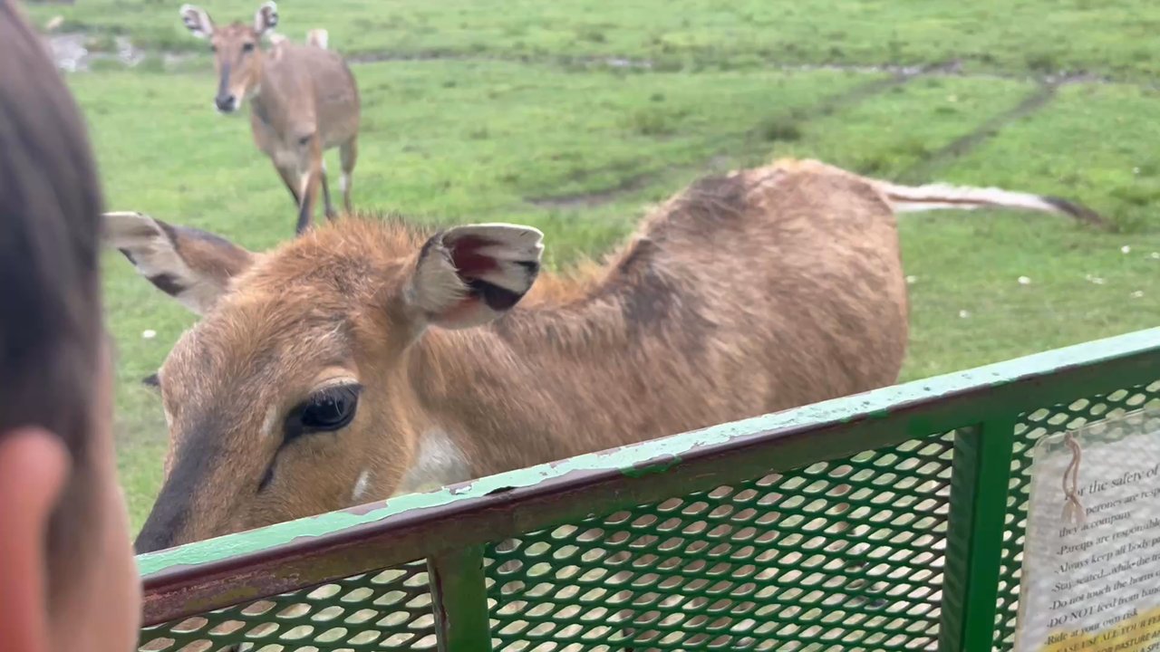 BAYOU WILDLIFE ZOO - Updated May 2026 - 351 Photos & 157 Reviews - 5050 ...