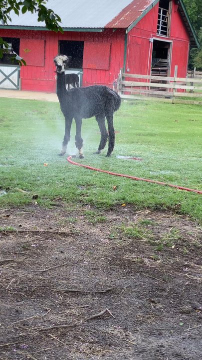 BLUEBIRD GAP FARM - Updated December 2025 - 222 Photos & 65 Reviews ...