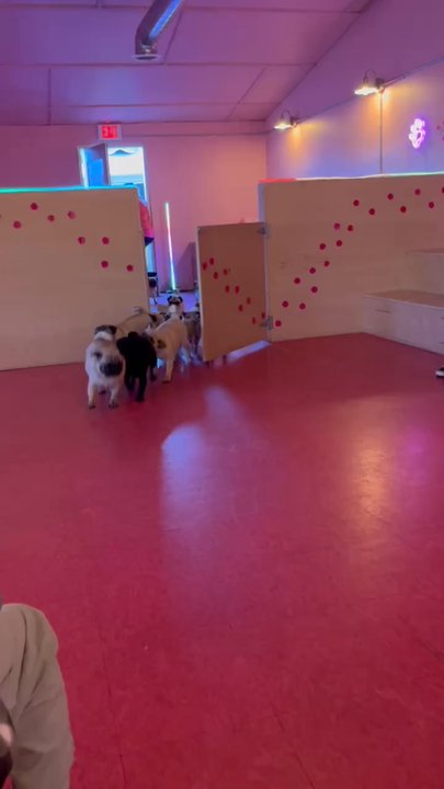 CUPPA PUG - Updated June 2025 - 166 Photos & 62 Reviews - 607 W 9th Ave ...