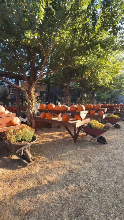 LIVE OAK CANYON PUMPKIN PATCH AND CHRISTMAS TREE FARM - Updated January ...