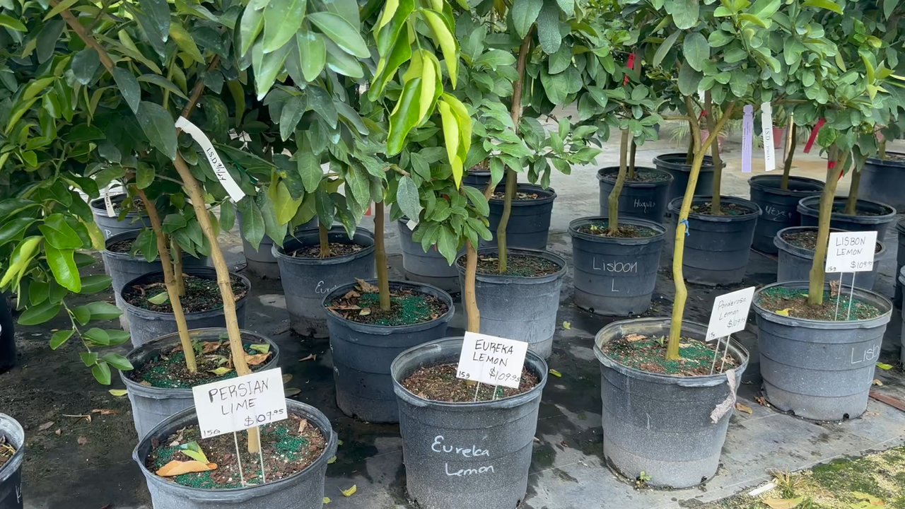 NELSON FAMILY FARMS - Updated October 2025 - 144 Photos & 99 Reviews ...