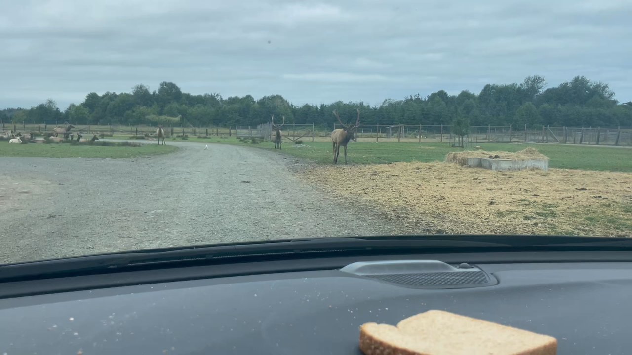 OLYMPIC GAME FARM - Updated January 2025 - 854 Photos & 373 Reviews ...