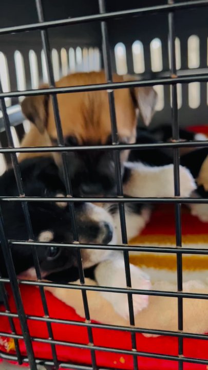 STANISLAUS ANIMAL SERVICES AGENCY - Updated October 2025 - 70 Photos ...