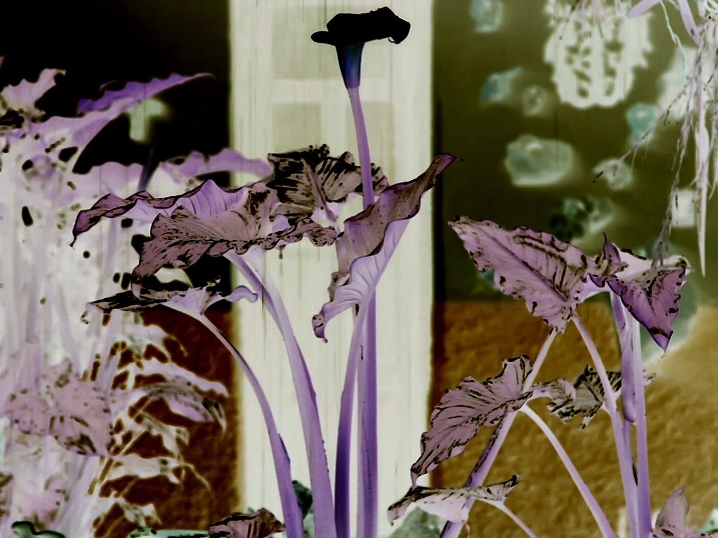 Tim Sharp - visual artist