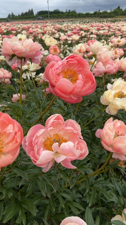 ADELMAN PEONY GARDENS - Updated May 2025 - 397 Photos & 44 Reviews ...