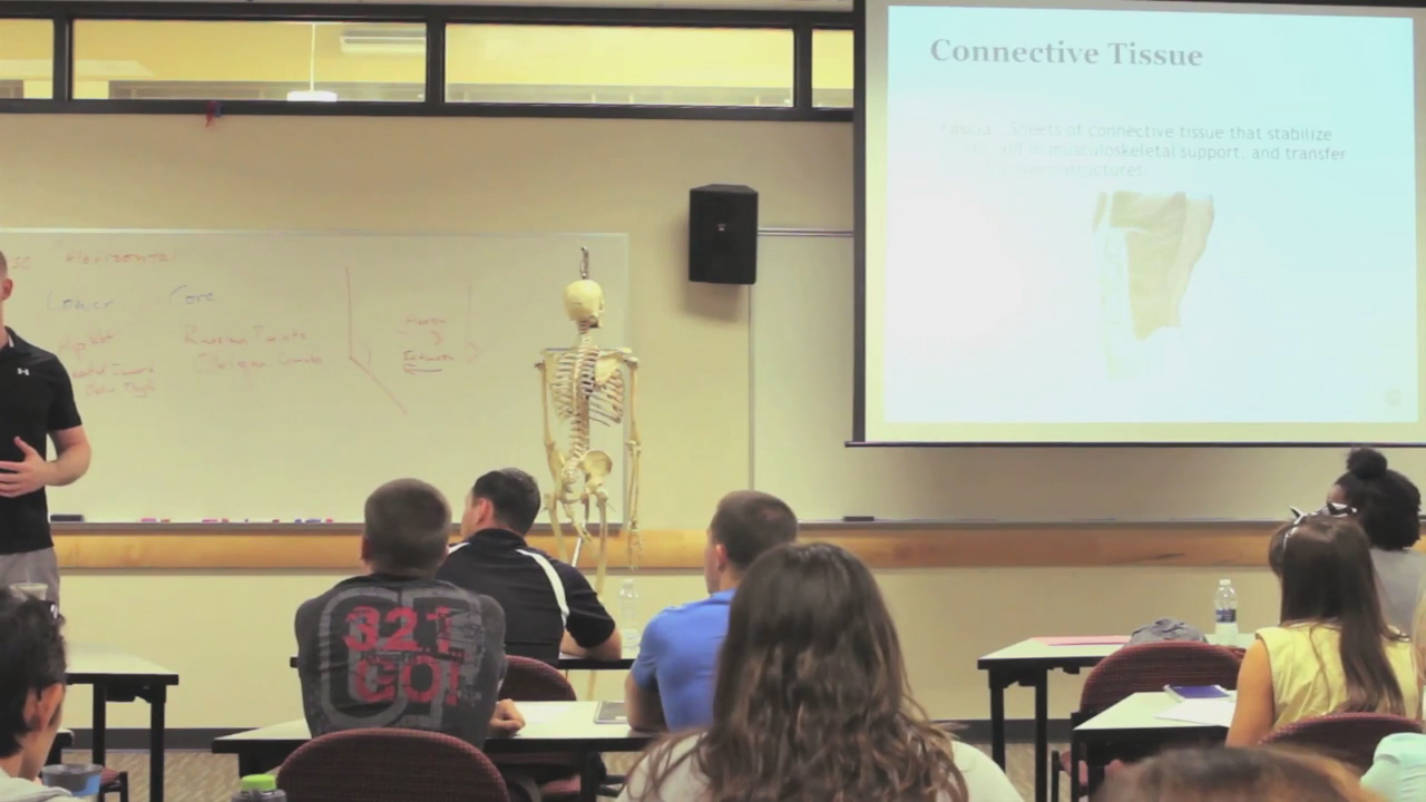 Functional Anatomy - Brookbush Institute