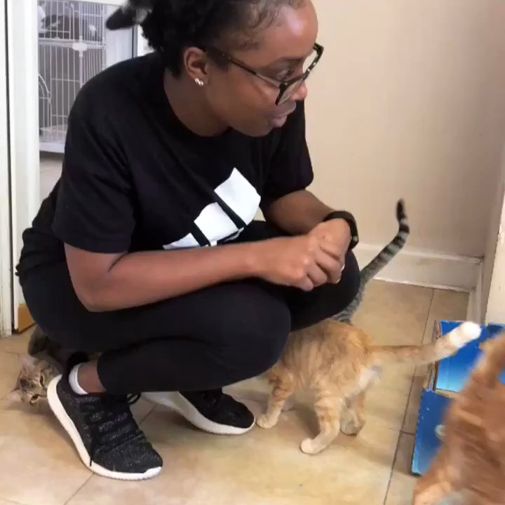 PAWS ATLANTA - Updated December 2025 - 84 Photos & 58 Reviews - 5287 ...