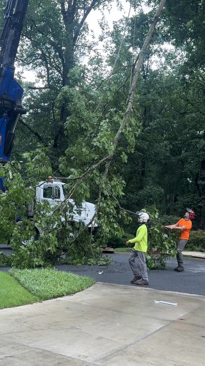 AKA TREE SERVICE - Updated December 2025 - 70 Photos & 43 Reviews ...