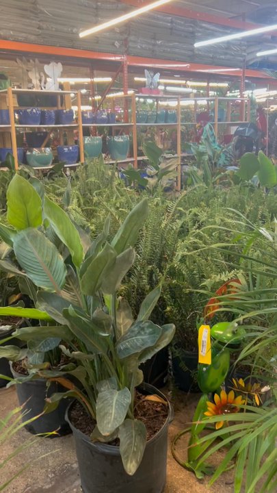 JUNGLE OF NILES OUTLET - Updated November 2025 - 145 Photos & 105 ...