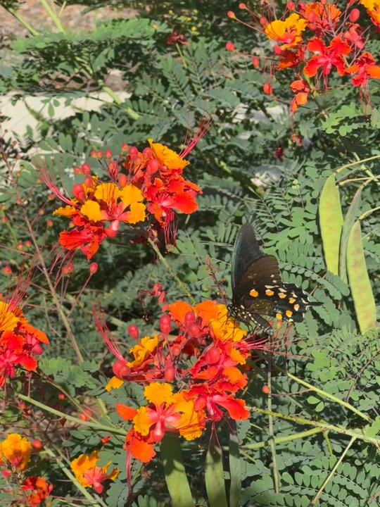 Houston Botanic Garden - Updated June 2026 - 884 Photos & 120 Reviews ...
