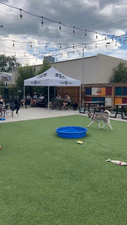 PUB DOG COLORADO - Updated June 2026 - 280 Photos & 265 Reviews - 2207 ...