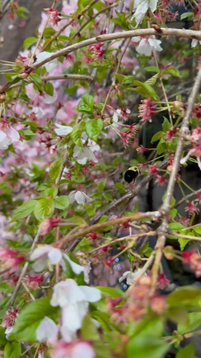 SRIPRAPHAI THAI RESTAURANT - Updated December 2025 - 3375 Photos & 2626 Reviews - 64-13 39th Ave ...