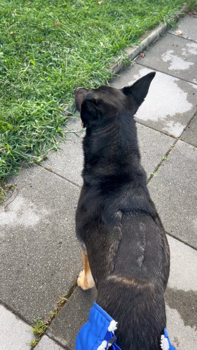 ORADELL ANIMAL HOSPITAL - Updated June 2025 - 107 Photos & 478 Reviews ...