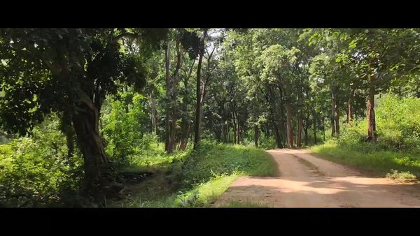 Betla National Park: A Wildlife Paradise in Jharkhand
