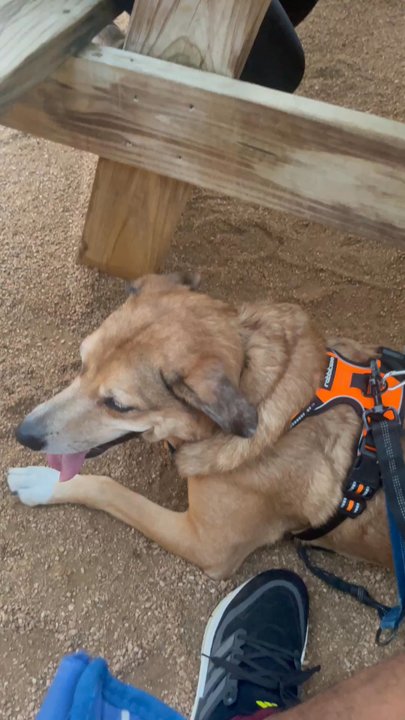 ARMADILLO DEN - Updated December 2025 - 178 Photos & 176 Reviews ...