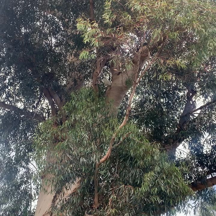 LINDO LAKE COUNTY PARK - Updated October 2025 - 283 Photos & 45 Reviews ...