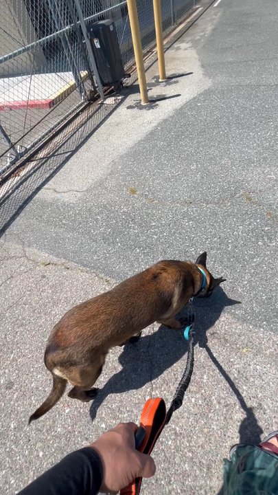 DOWNEY ANIMAL CARE CENTER - Updated April 2025 - 301 Photos & 294 ...