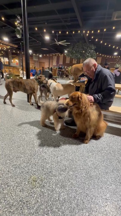 PARK-9 DOG BAR - Updated June 2026 - 177 Photos & 53 Reviews - 48 ...
