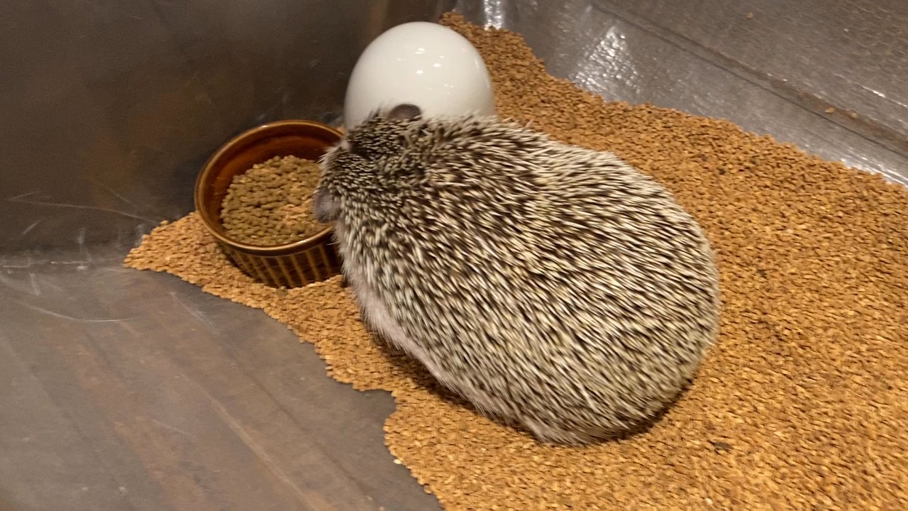 HEDGEHOG CAFE HARRY HARAJUKU - Updated October 2025 - 501 Photos & 80 ...